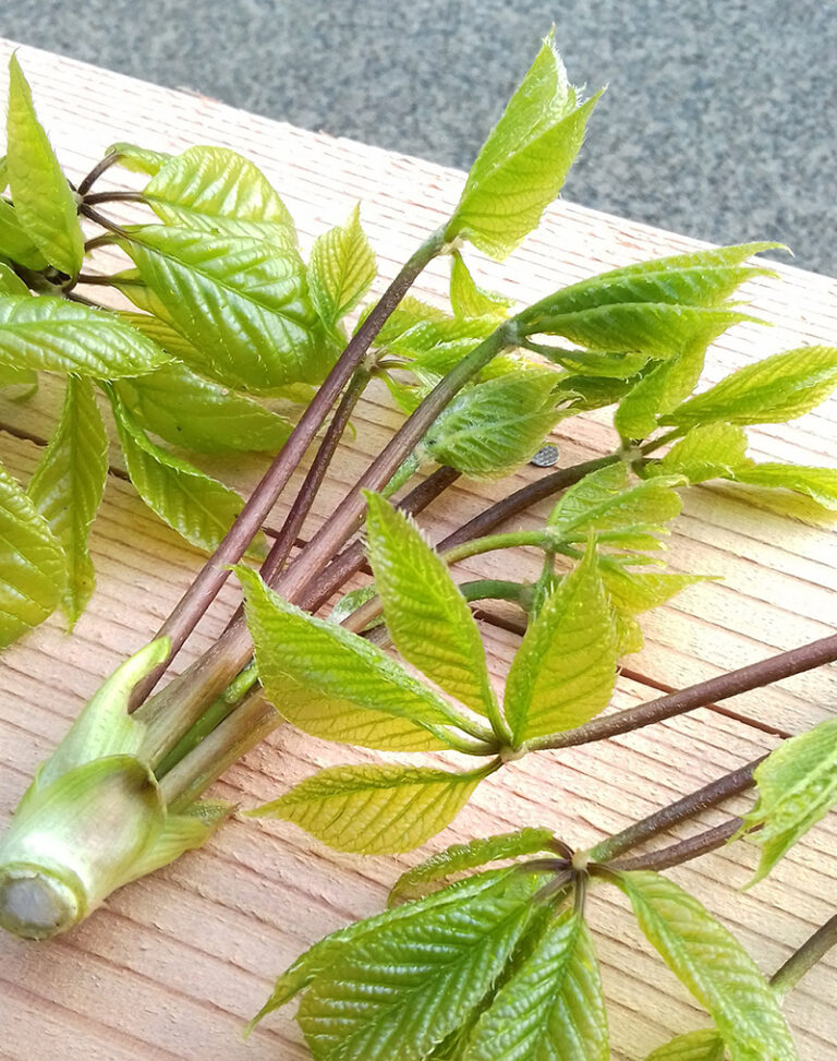 4/22 野外実習「春の散策会〜野草・山菜を楽しもう♪〜」 | 智頭の山人塾